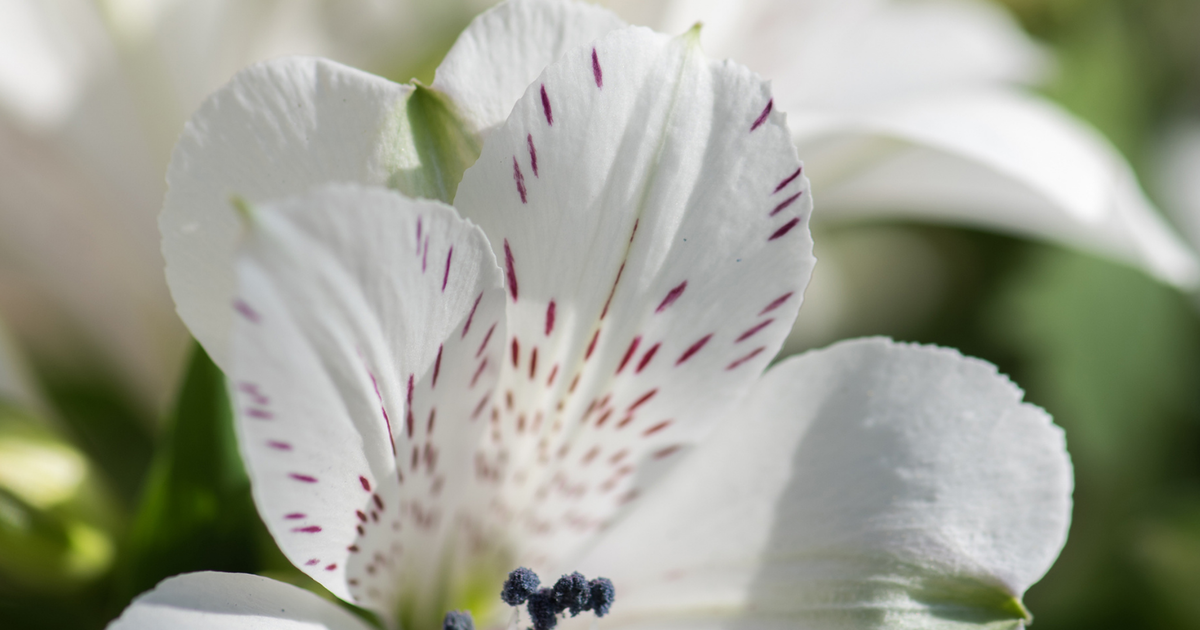 Alstroemeria Inticancha ‘Magic White’ | Studio Verde